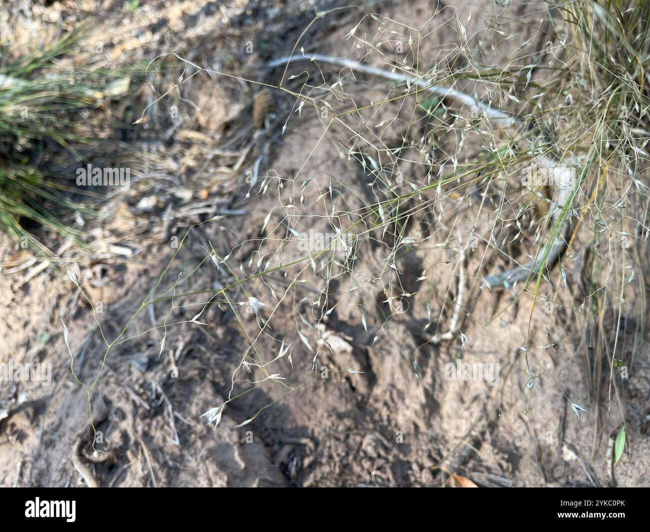 Sand Ricegrass (Eriocoma hymenoides Stock Photo - Alamy