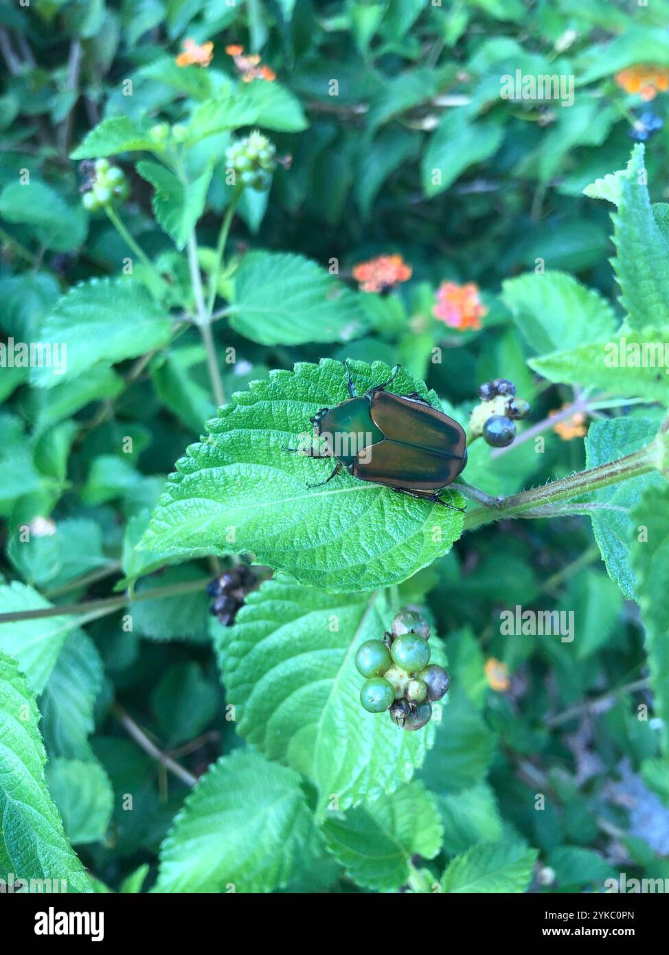Common Green June Beetle (Cotinis nitida Stock Photo - Alamy