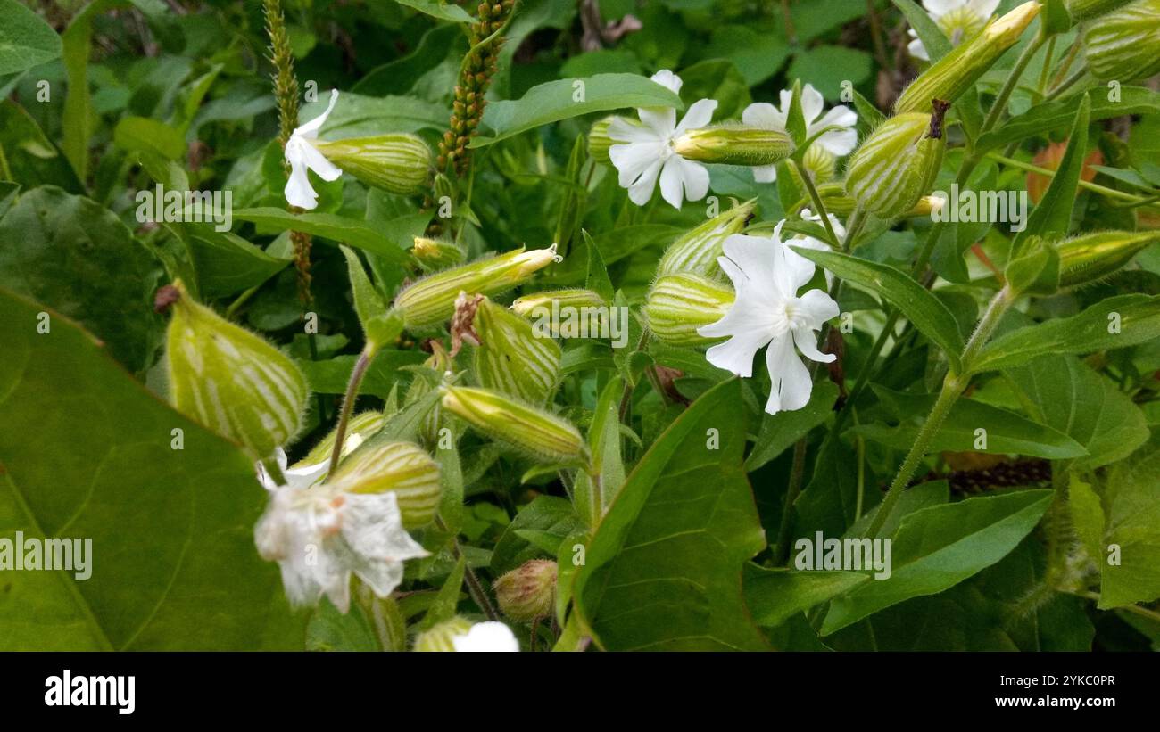 evening lychnis (Silene latifolia alba Stock Photo - Alamy