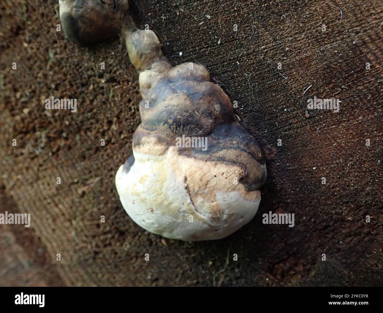 bracket polypores (Fomitopsidaceae Stock Photo - Alamy