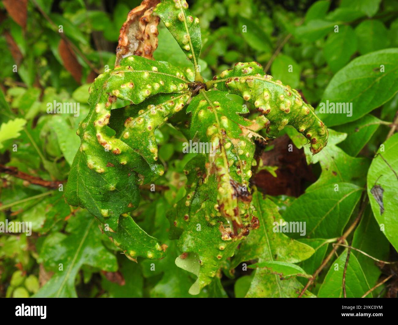 oak flake gall wasp (Neuroterus quercusverrucarum Stock Photo - Alamy