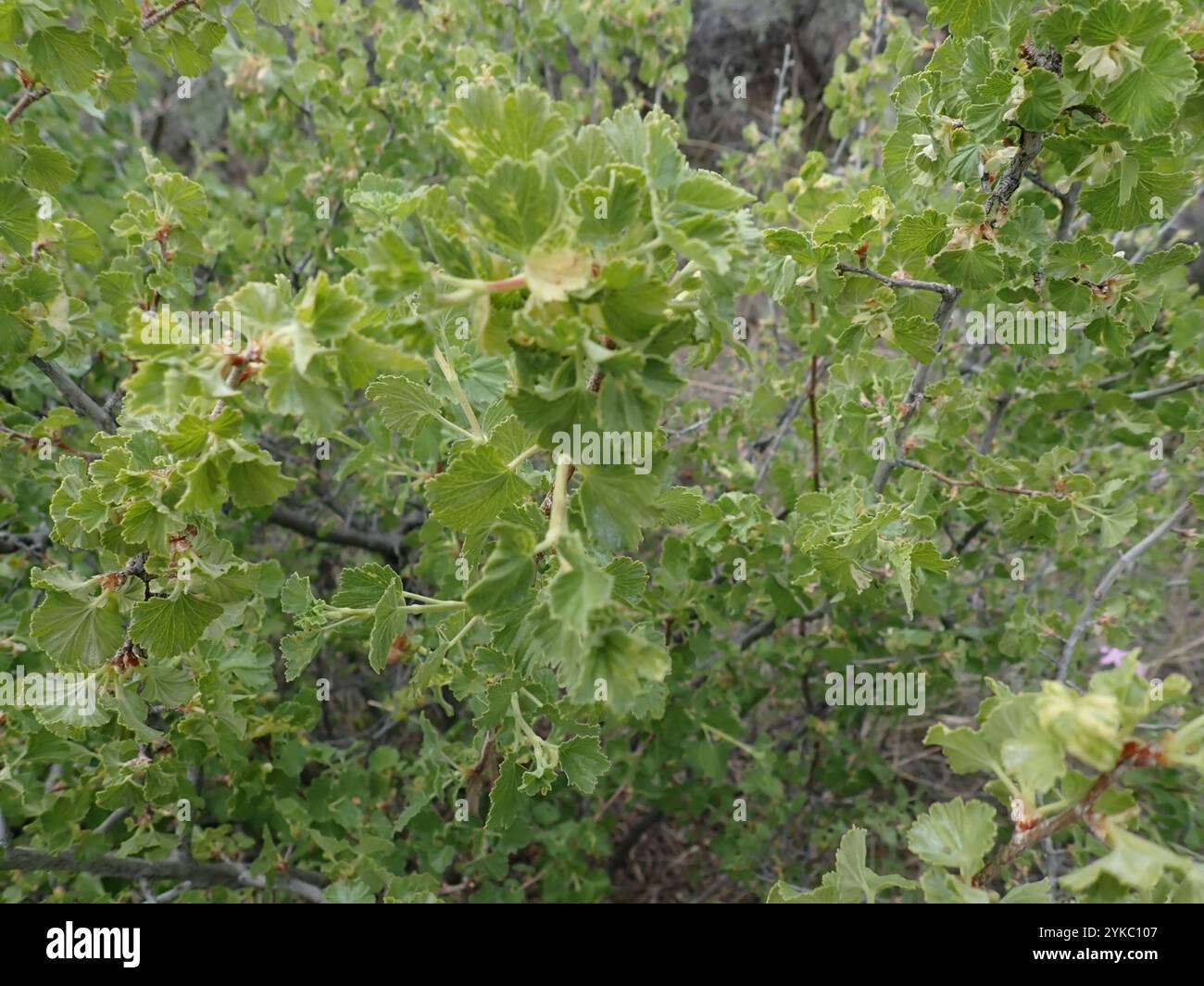 wax currant (Ribes cereum Stock Photo - Alamy