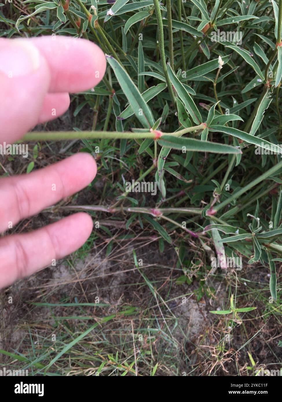 Plains Snakecotton (Froelichia floridana Stock Photo - Alamy
