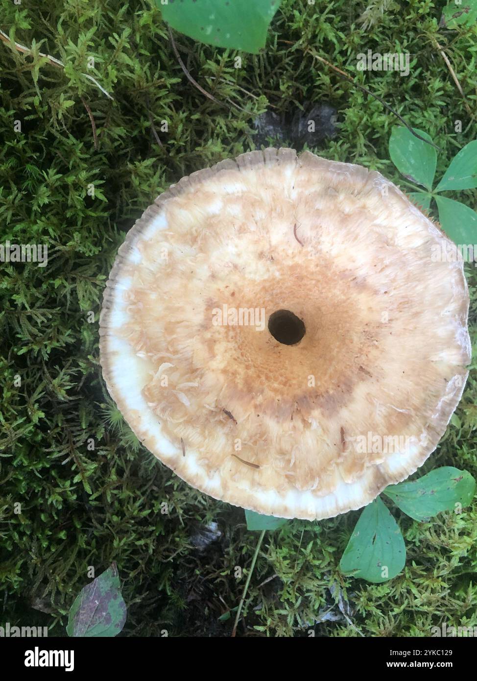Russula brevipes hi-res stock photography and images - Alamy