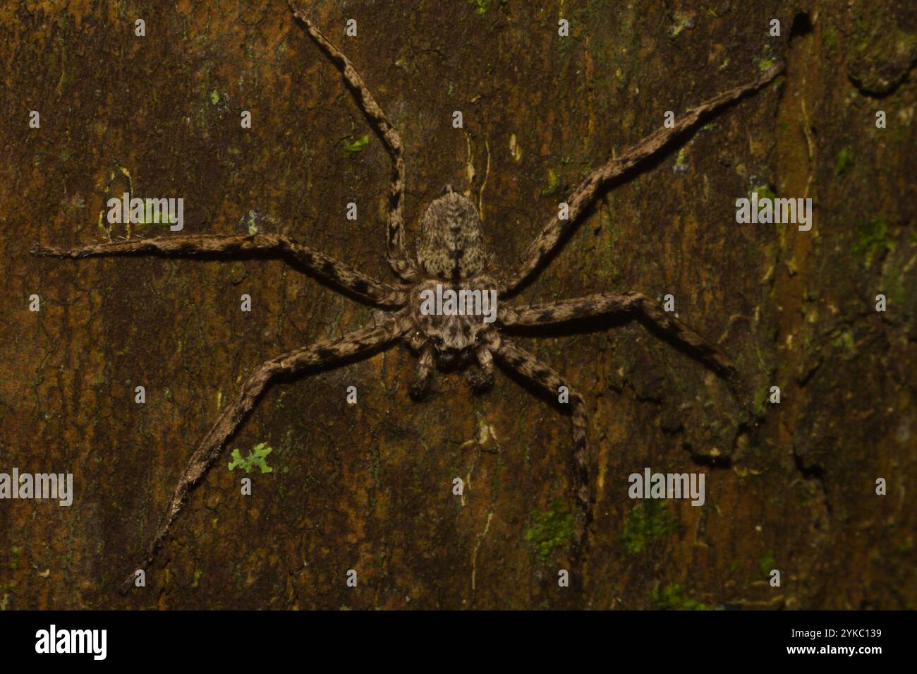 Crescent-eyed Spiders (Selenops Stock Photo - Alamy