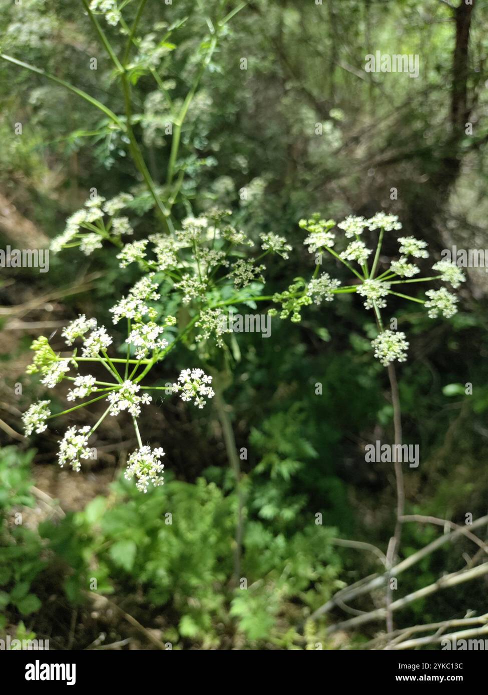 carrot family (Apiaceae Stock Photo - Alamy