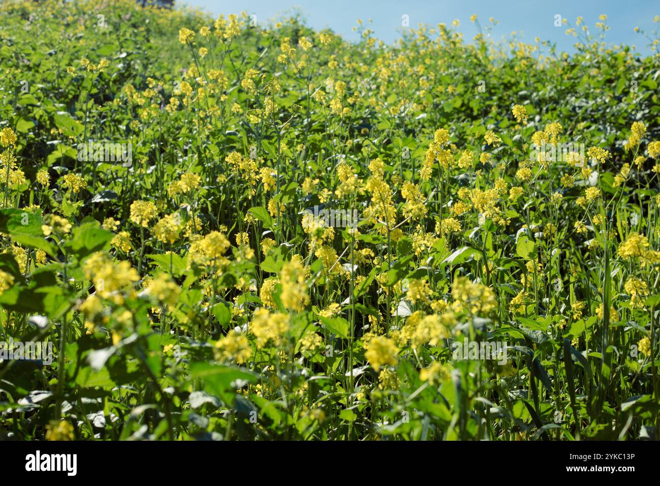 Wildflowers in bright field hi-res stock photography and images - Alamy