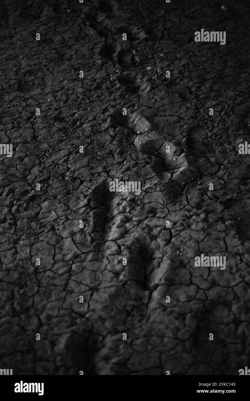 Natural outdoor lighting Black and White Stock Photos & Images - Alamy