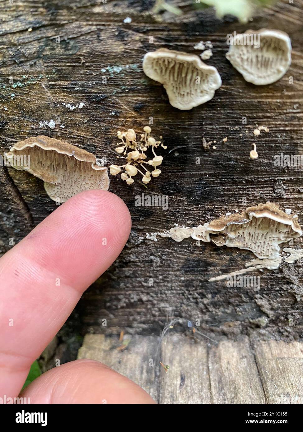 bladder stalks (Physalacria inflata Stock Photo - Alamy