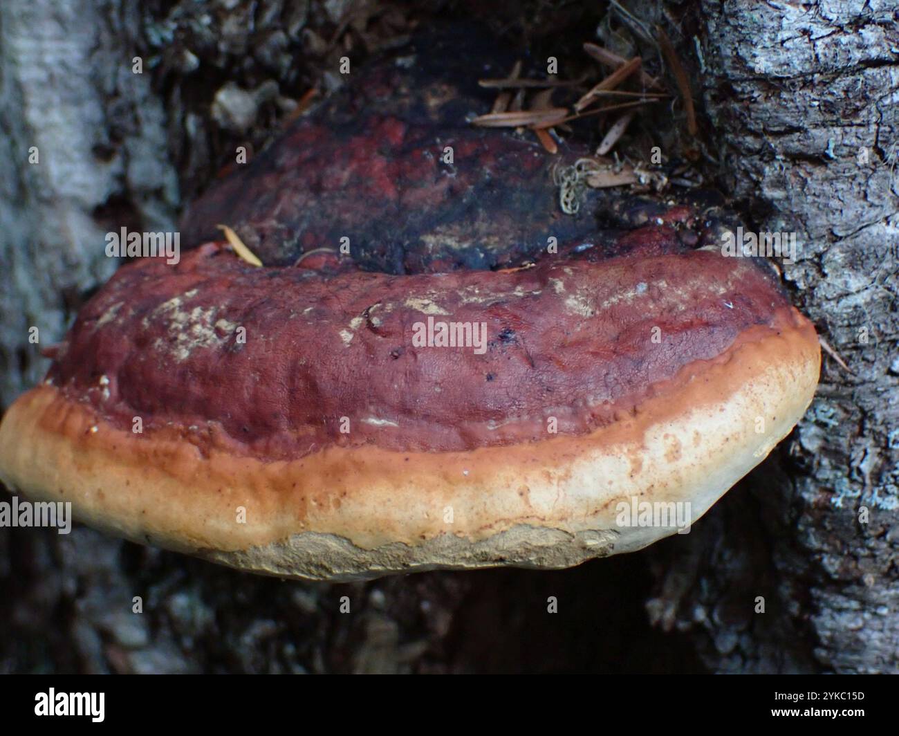 Red-banded Conks (Fomitopsis pinicola Stock Photo - Alamy