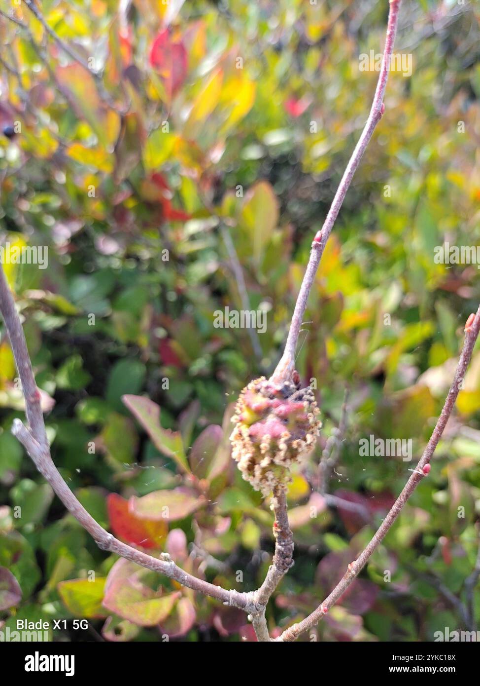 quince rust (Gymnosporangium clavipes Stock Photo - Alamy