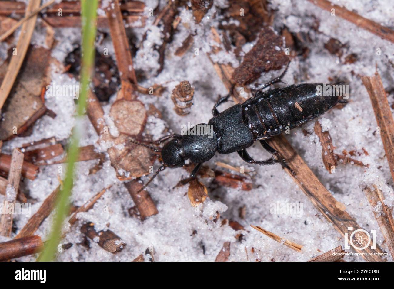 Red-spotted Rove Beetle (Platydracus fossator Stock Photo - Alamy