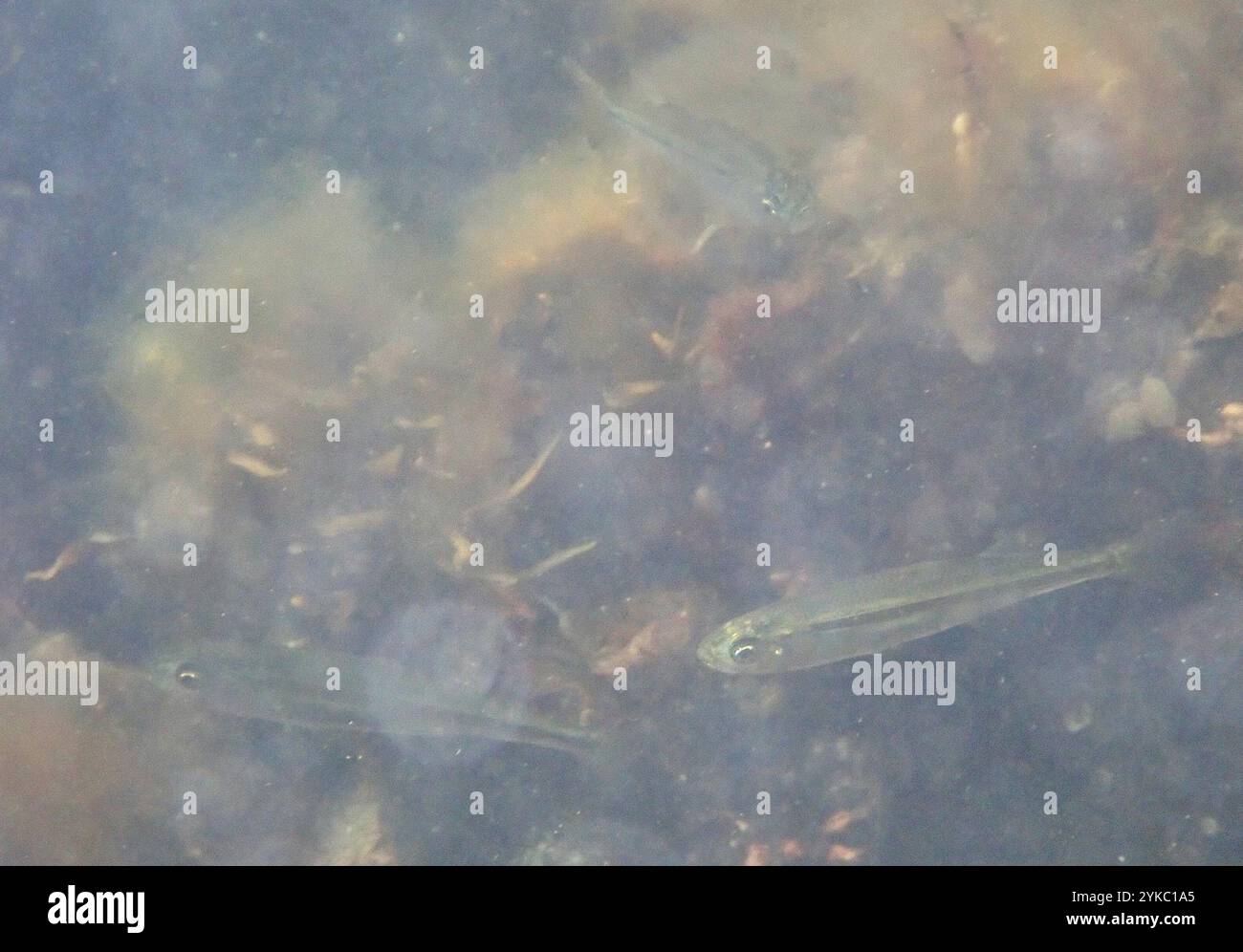 Sand Smelt (Atherina presbyter Stock Photo - Alamy