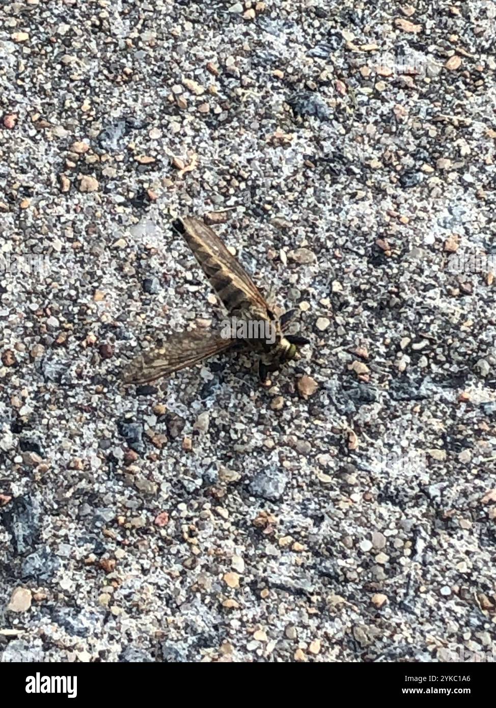Giant Robber Flies (Promachus Stock Photo - Alamy