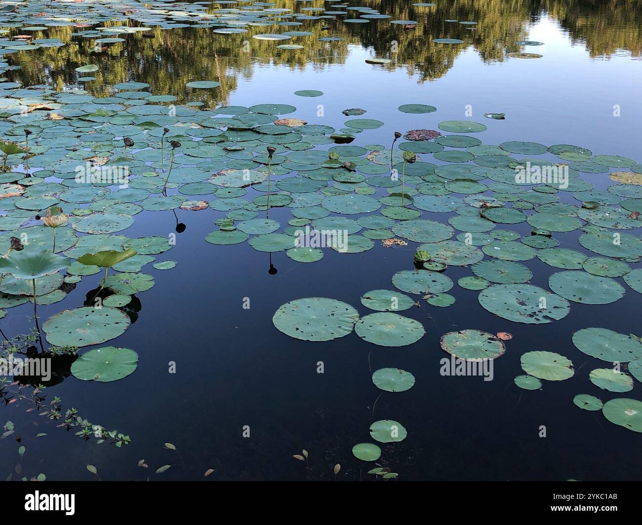 American lotus (Nelumbo lutea Stock Photo - Alamy