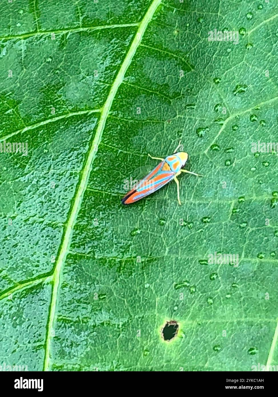 Red-banded Leafhopper (Graphocephala coccinea Stock Photo - Alamy