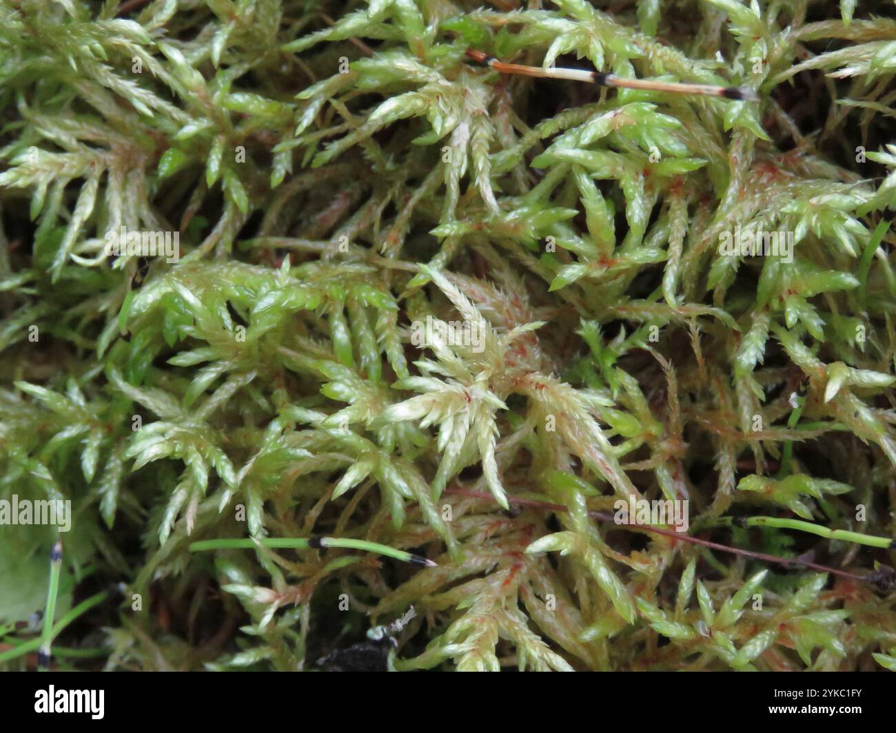 Pleurozium pleurozium schreberi hi-res stock photography and images - Alamy