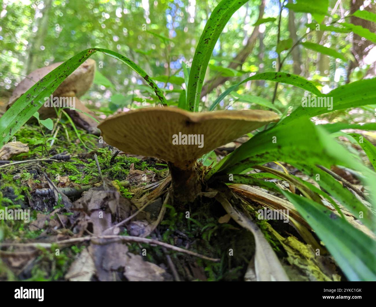 ash-tree bolete (Boletinellus merulioides Stock Photo - Alamy