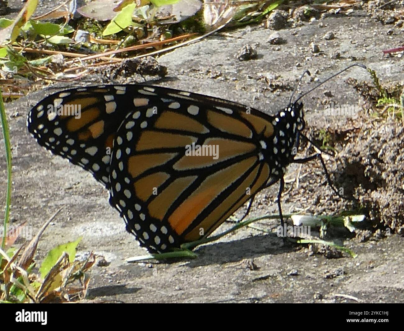 Monarch (Danaus plexippus Stock Photo - Alamy