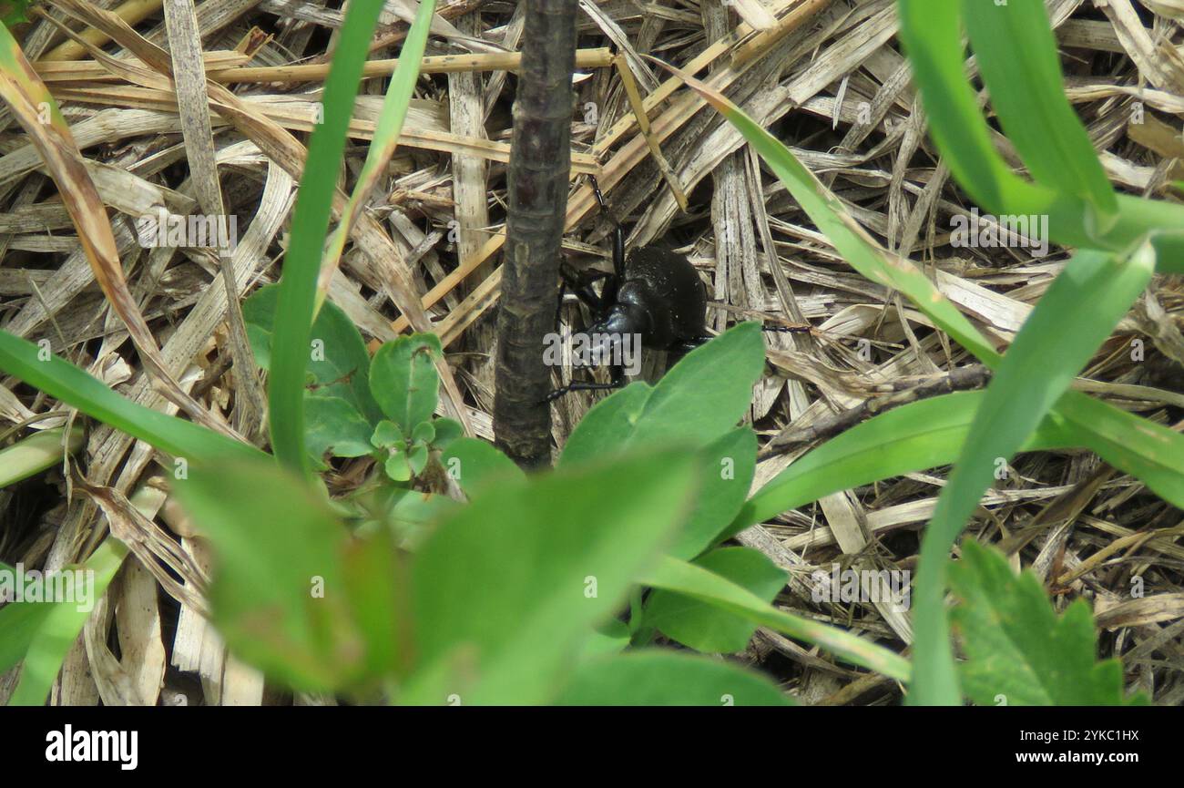 Caterpillar-hunter Beetles (Calosoma Stock Photo - Alamy