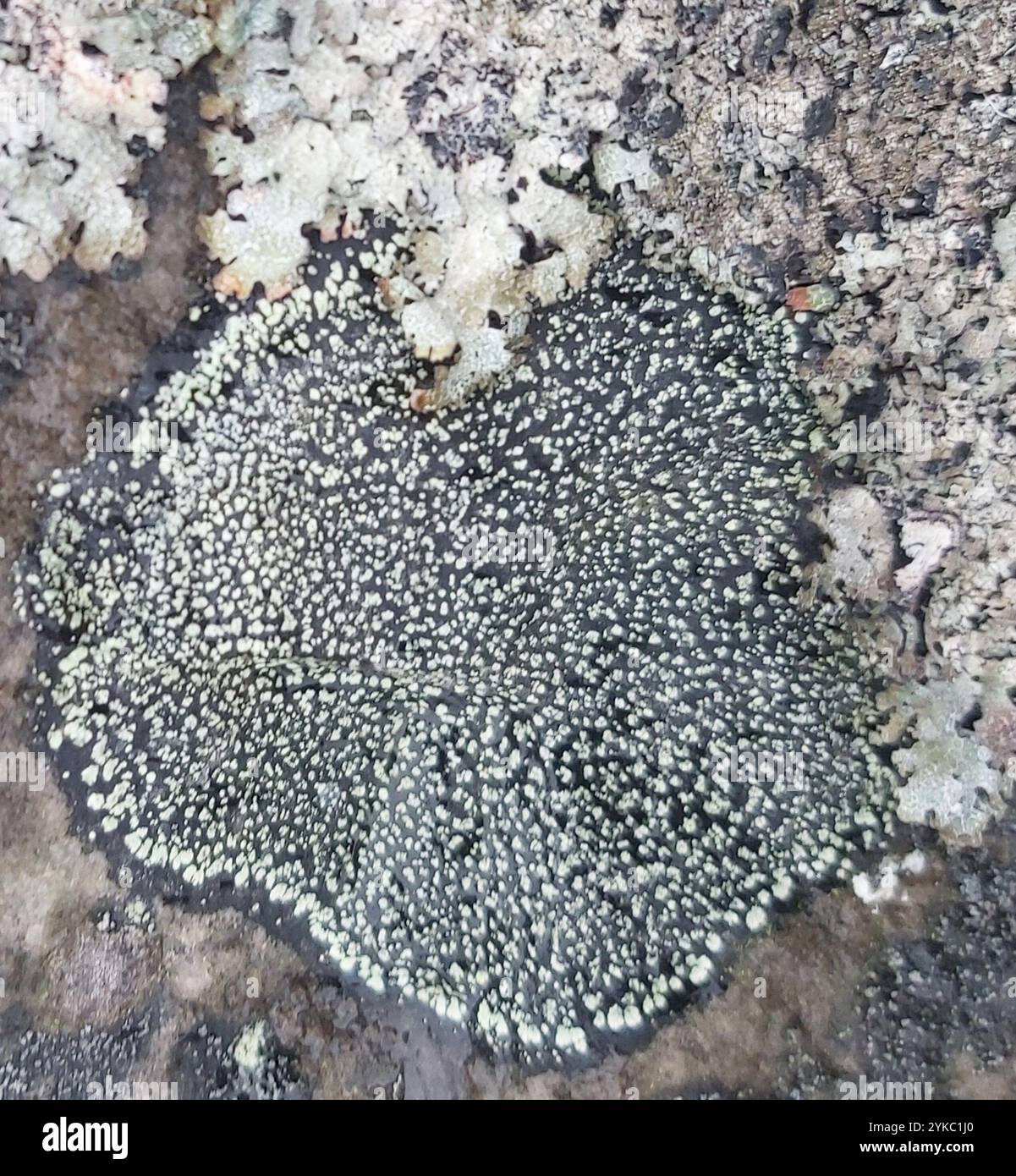 yellow map lichen (Rhizocarpon geographicum Stock Photo - Alamy