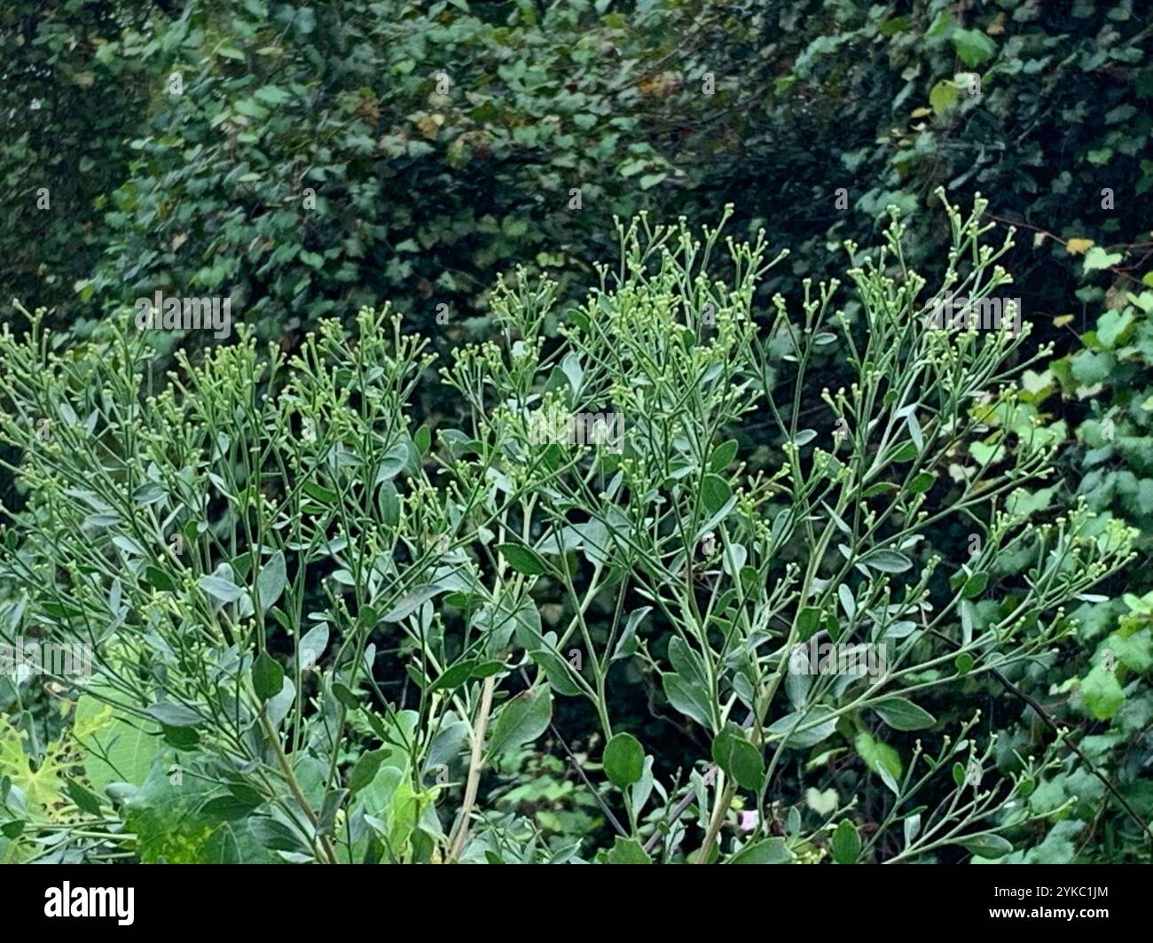 groundsel tree (Baccharis halimifolia Stock Photo - Alamy
