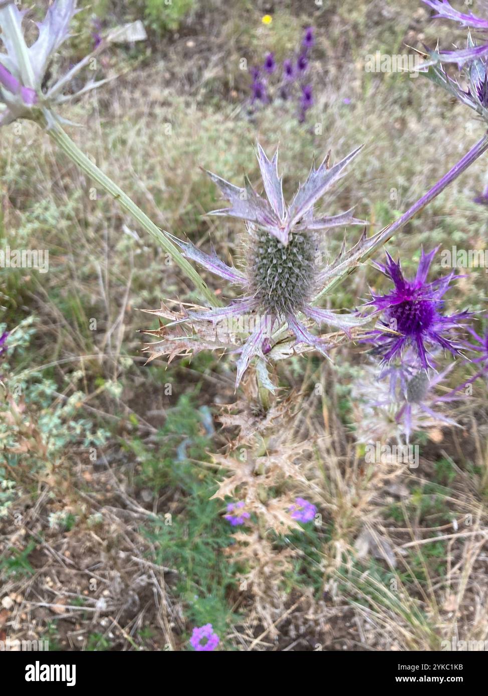 Leavenworth's eryngo (Eryngium leavenworthii Stock Photo - Alamy