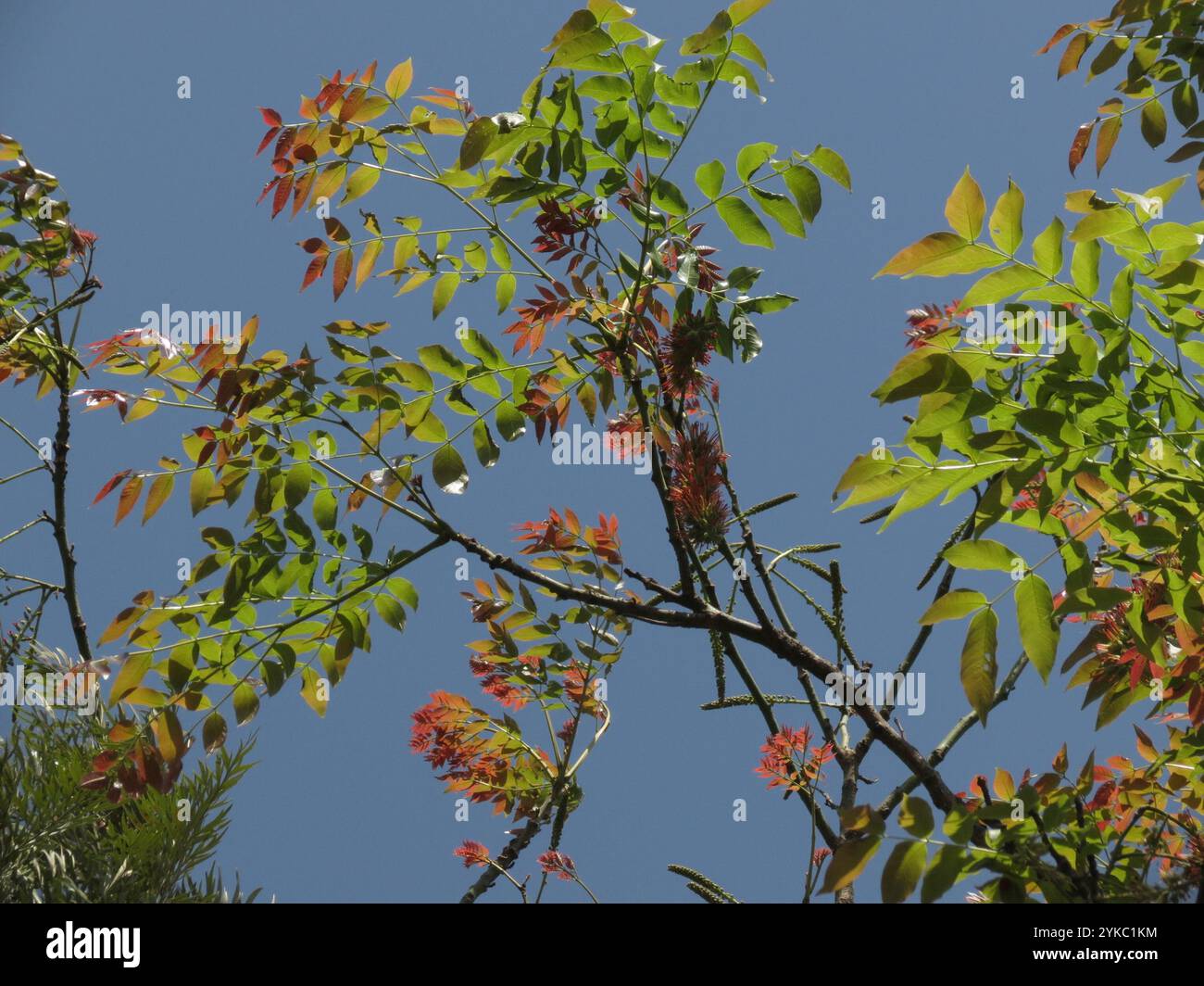 Pink Cedar (Acrocarpus fraxinifolius Stock Photo - Alamy