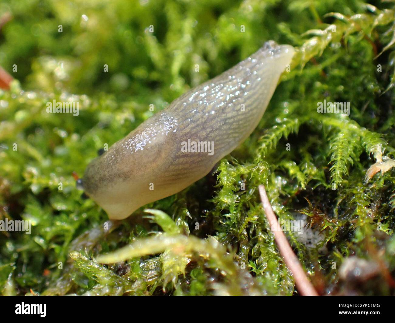 Common Land Snails and Slugs (Stylommatophora Stock Photo - Alamy