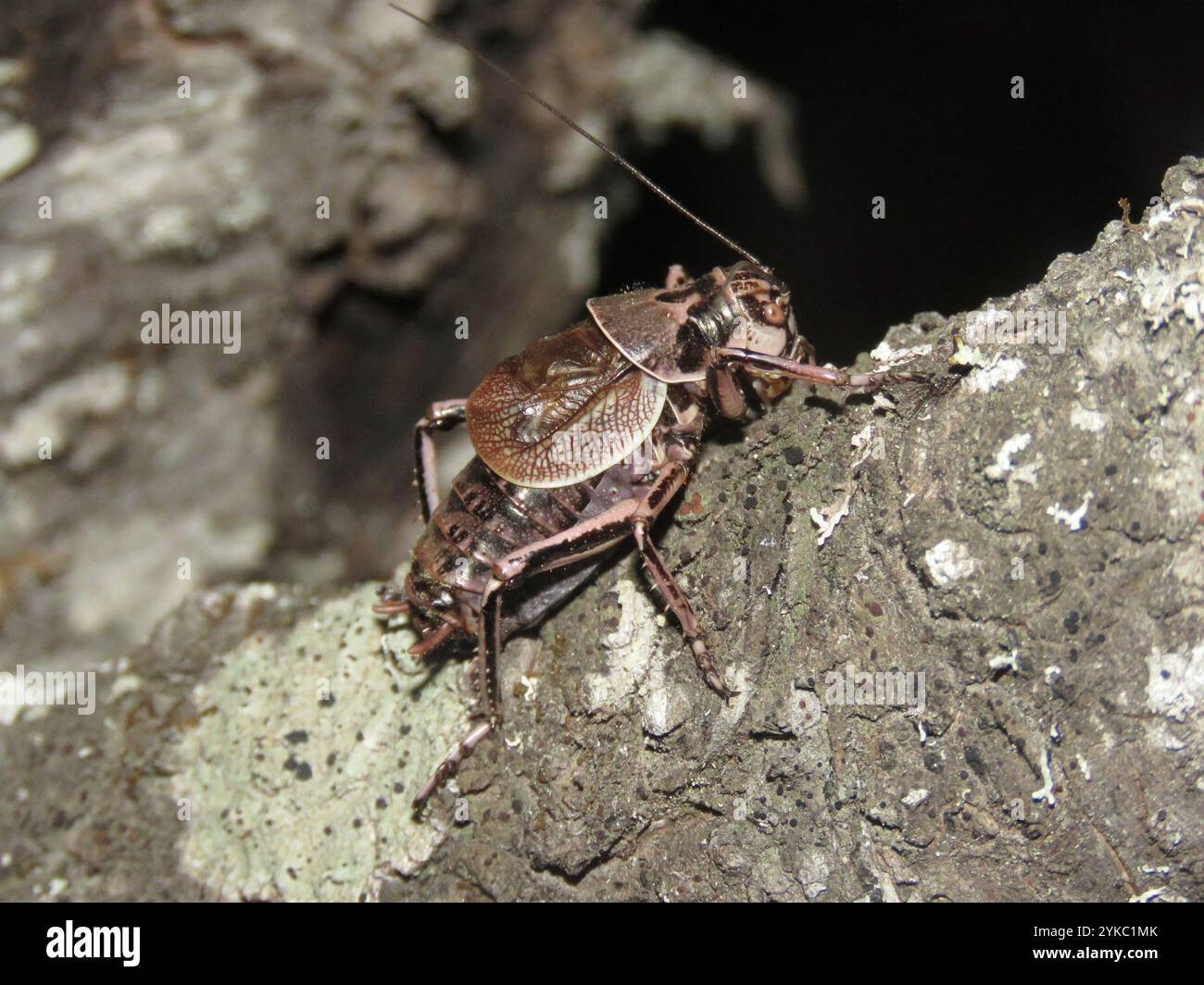 Great Grig (Cyphoderris monstrosa Stock Photo - Alamy