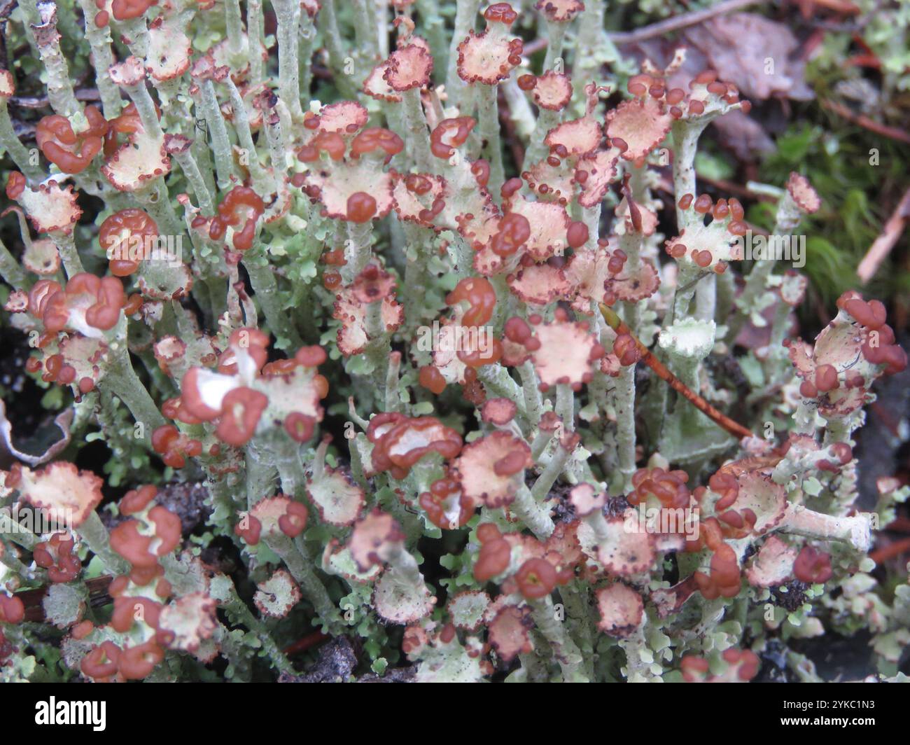 pixie cup and reindeer lichens (Cladonia Stock Photo - Alamy