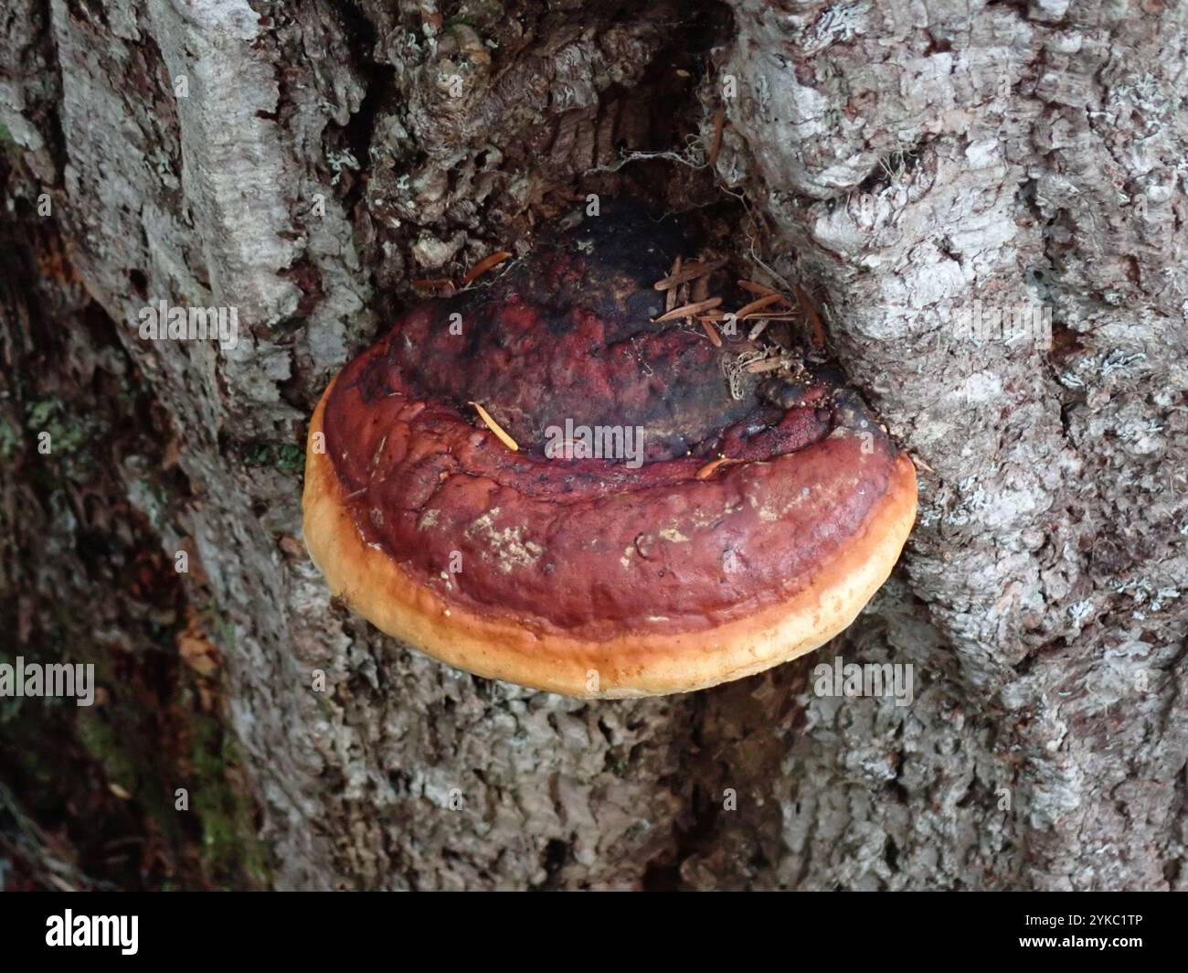 Red-banded Conks (Fomitopsis pinicola Stock Photo - Alamy
