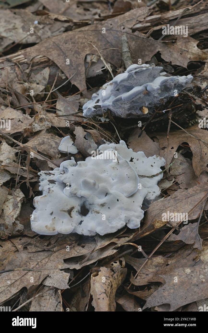 Black Tooth (Phellodon niger Stock Photo - Alamy