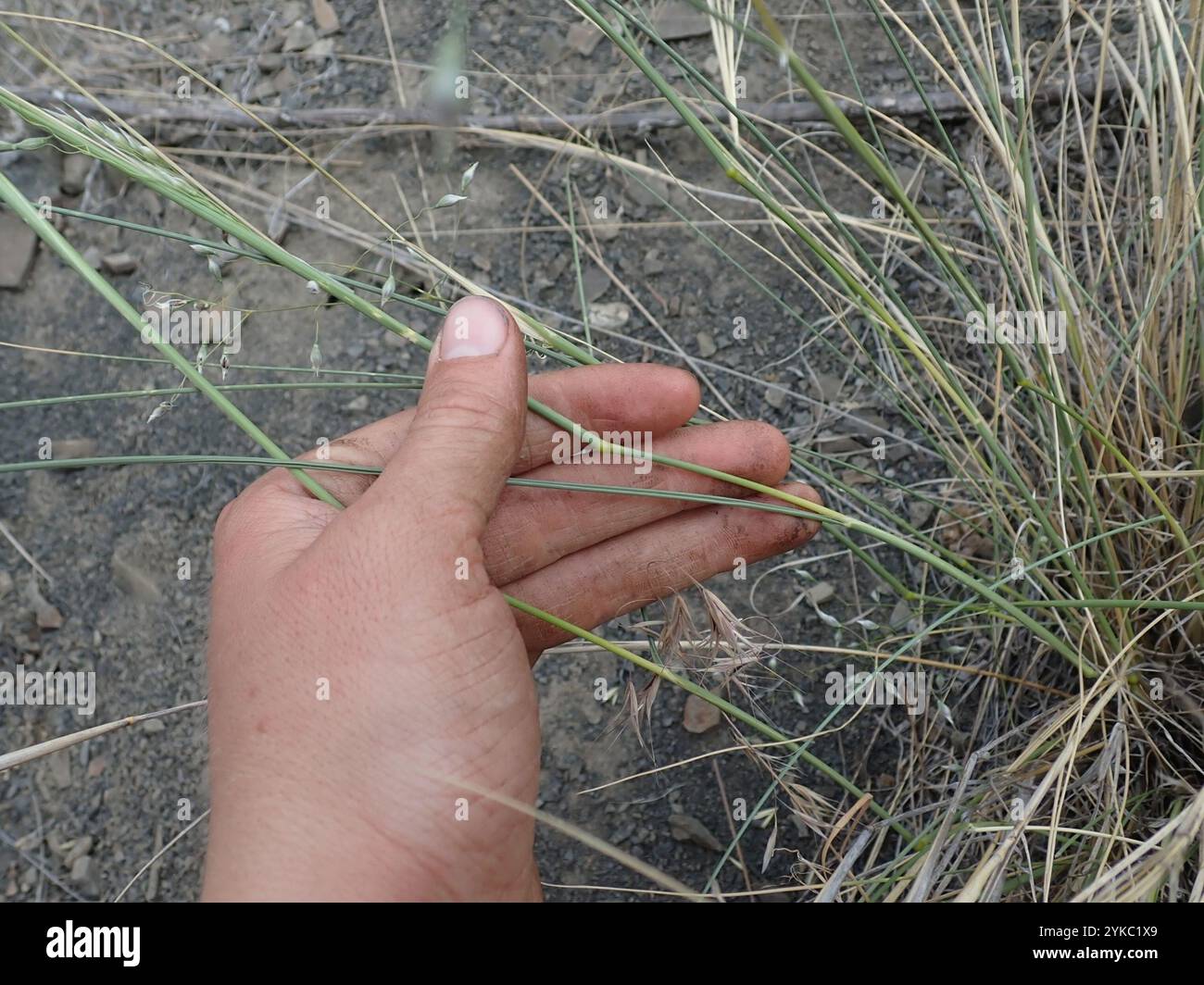 Sand Ricegrass (Eriocoma hymenoides Stock Photo - Alamy
