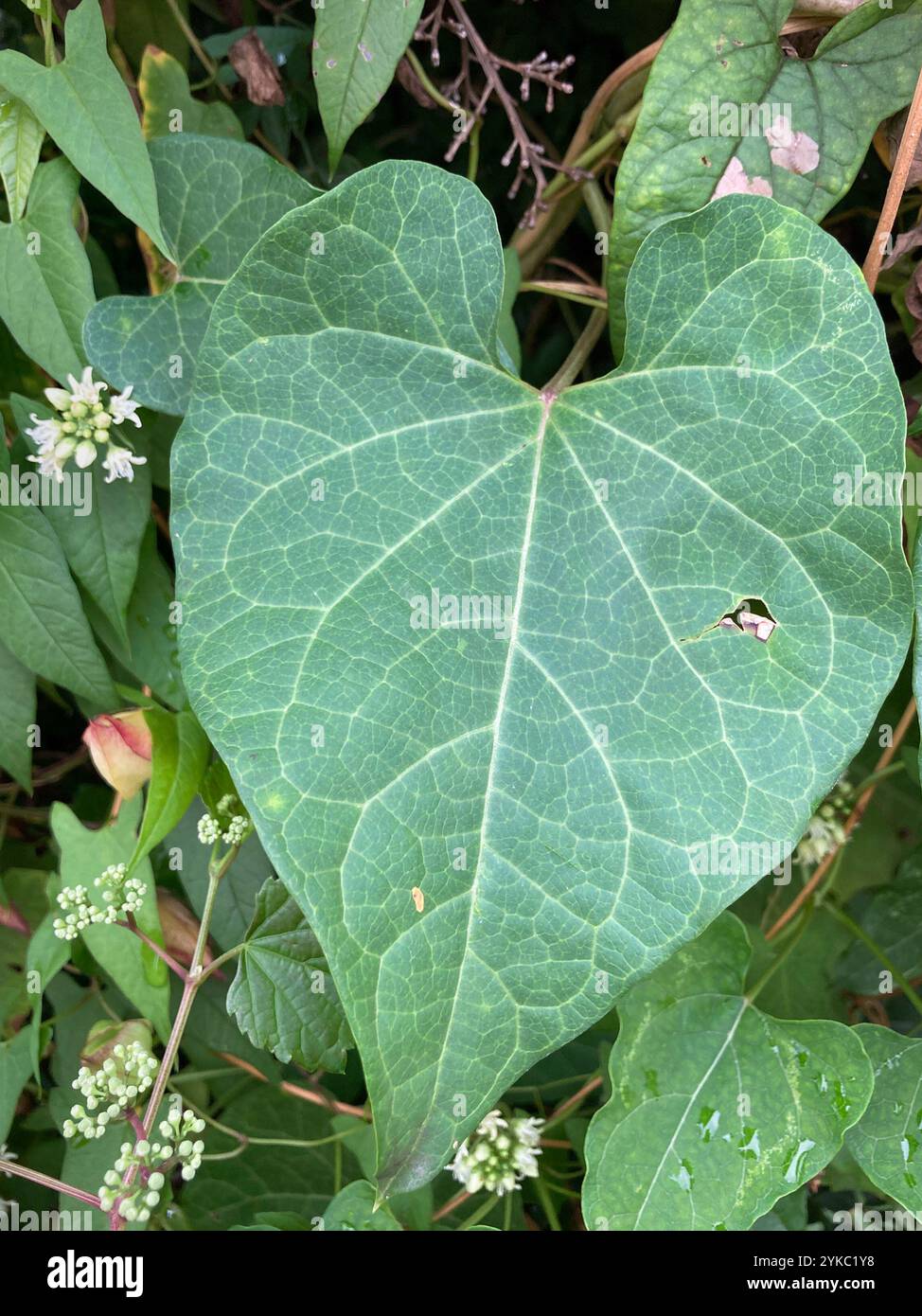 honey-vine climbing milkweed (Cynanchum laeve Stock Photo - Alamy