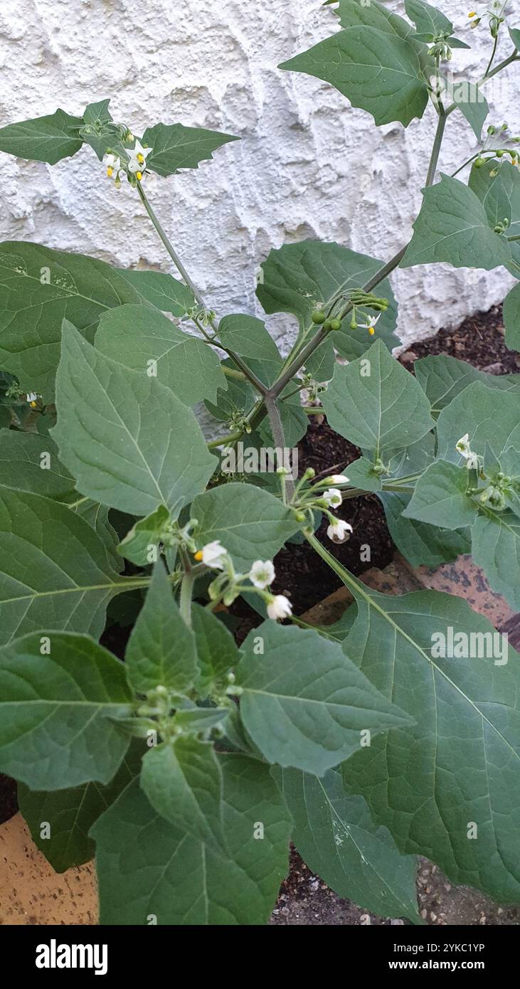 black nightshade (Solanum nigrum Stock Photo - Alamy