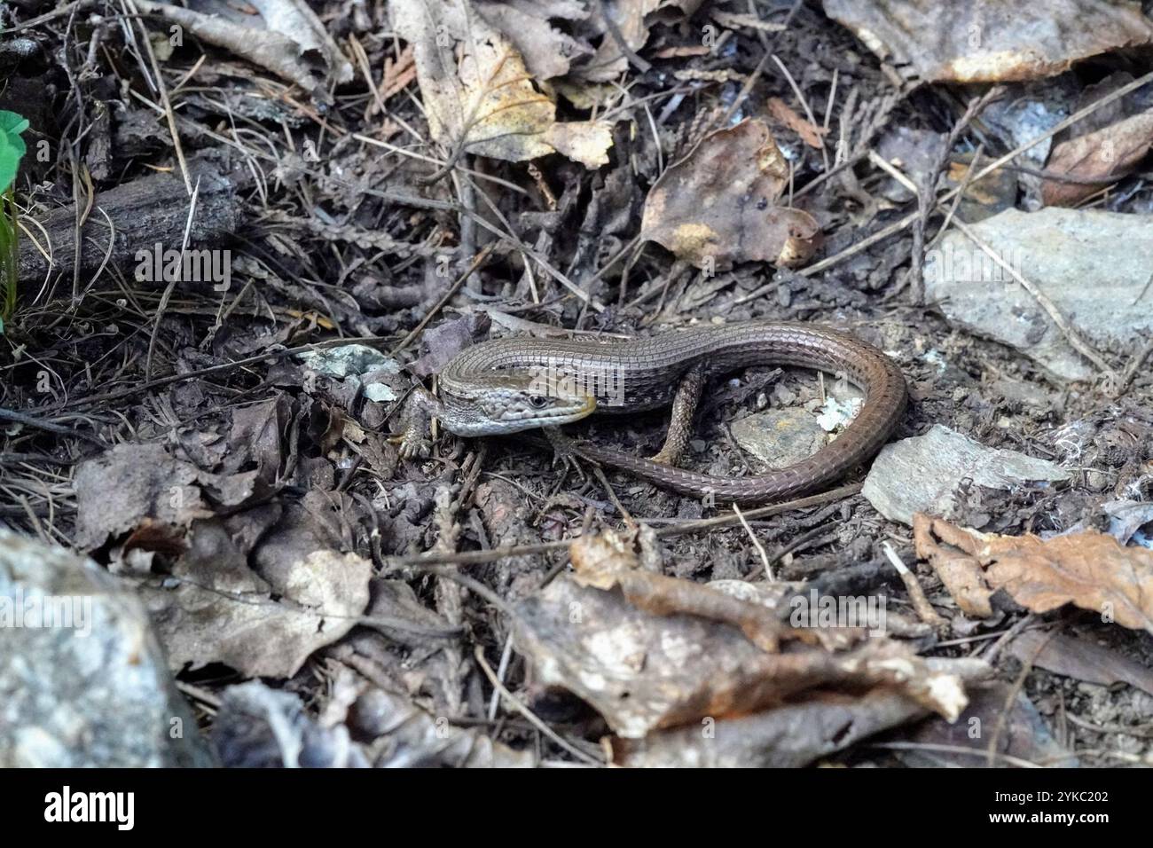 Northern Alligator Lizard (Elgaria coerulea Stock Photo - Alamy