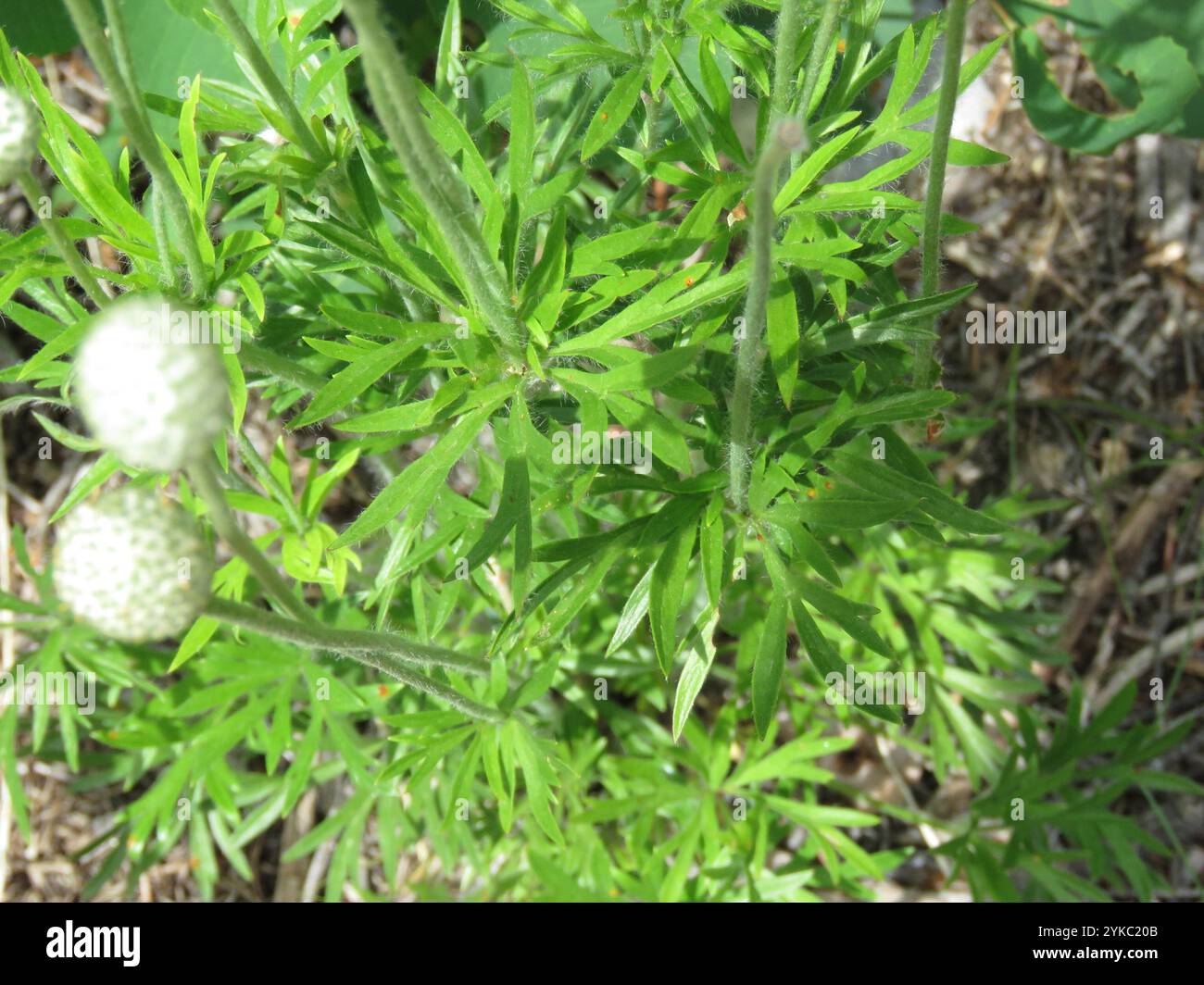 Cutleaf Anemone (Anemone multifida Stock Photo - Alamy