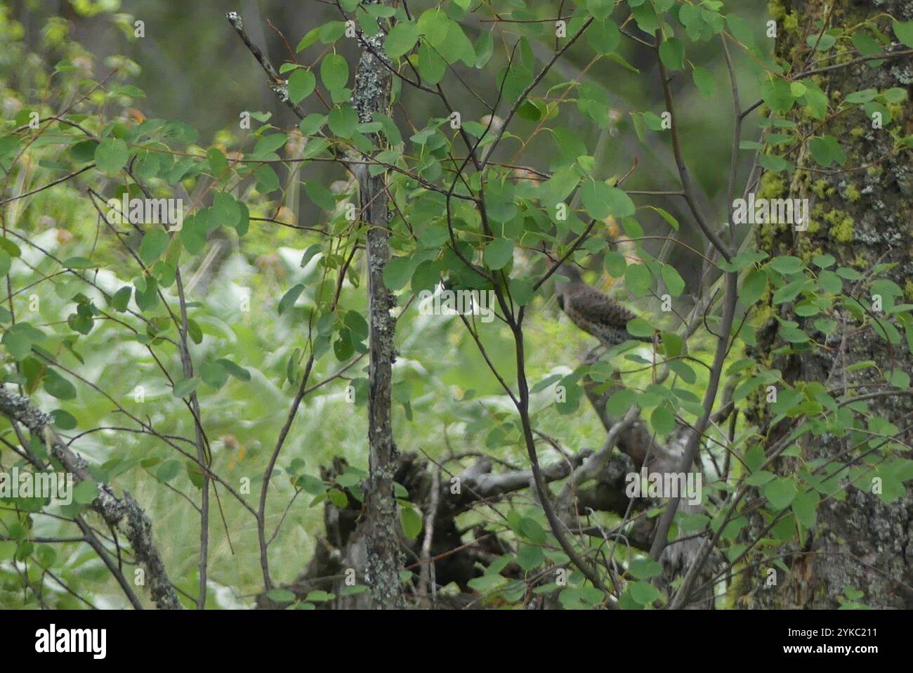 Northern Flicker (Colaptes auratus Stock Photo - Alamy