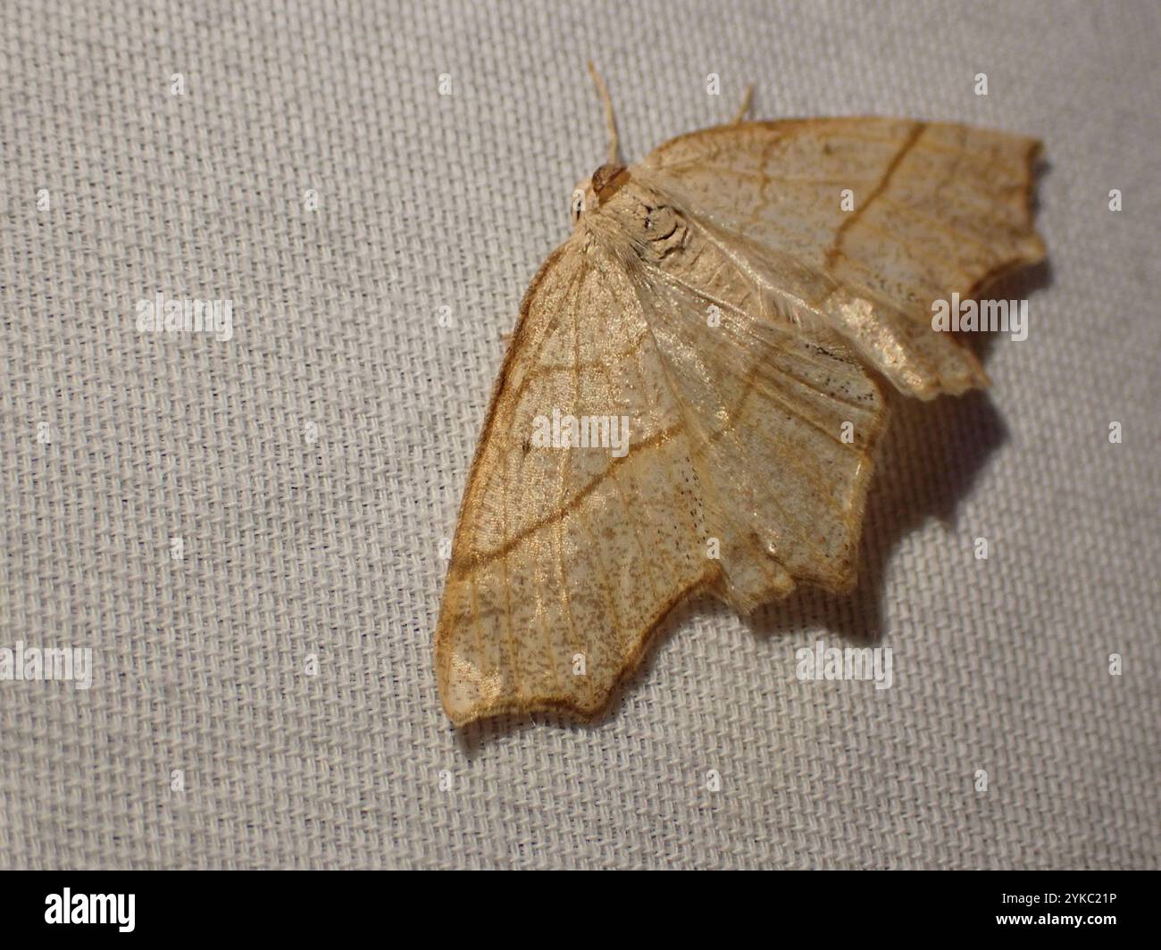 Besma moth hi-res stock photography and images - Alamy