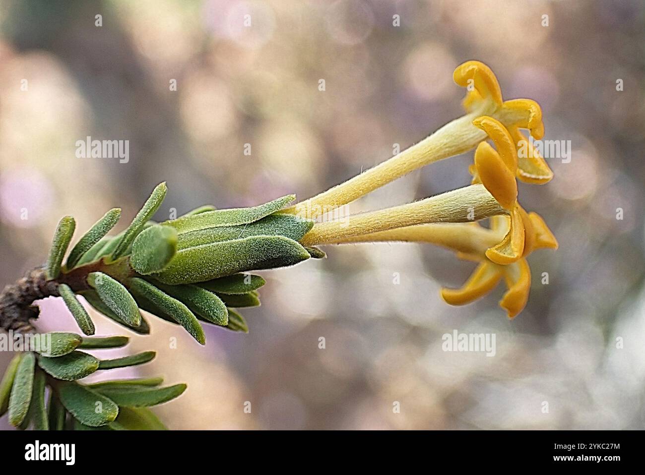 Saffron Curryflower (Lasiosiphon deserticola Stock Photo - Alamy