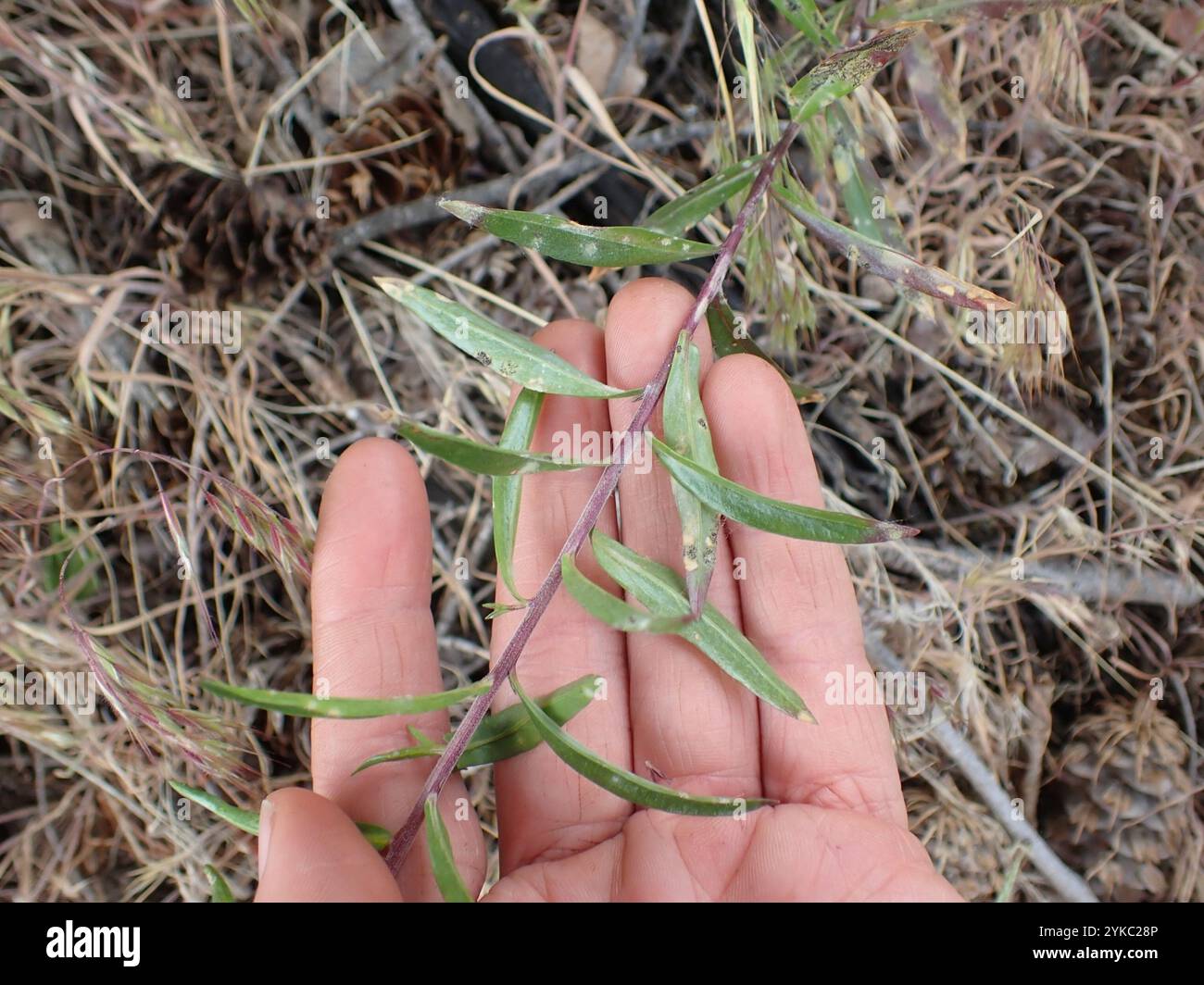 grand collomia (Collomia grandiflora Stock Photo - Alamy