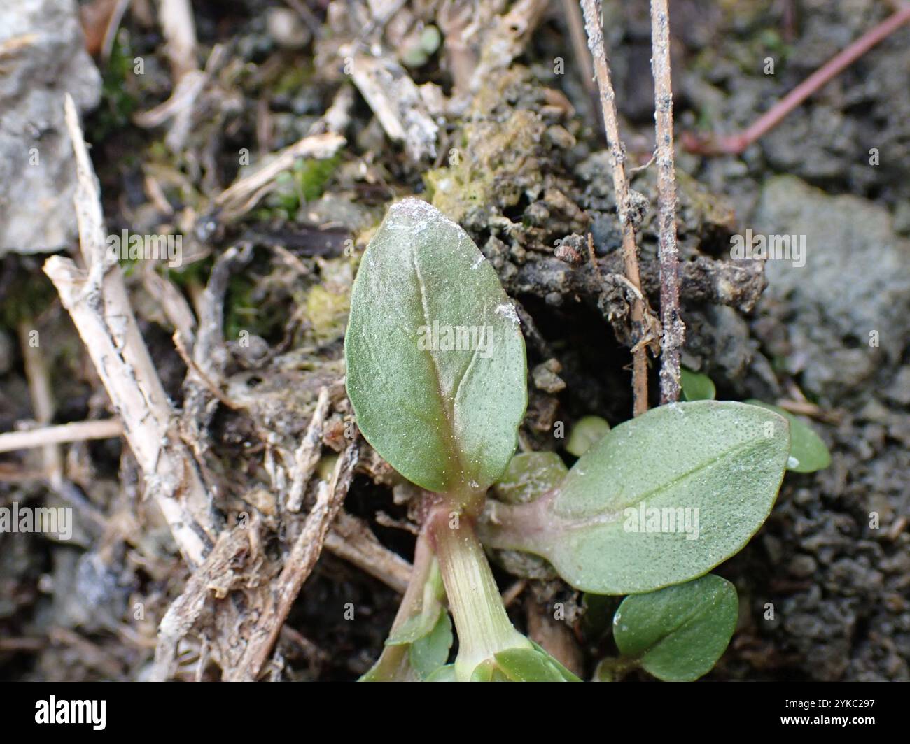 American brooklime hi-res stock photography and images - Alamy