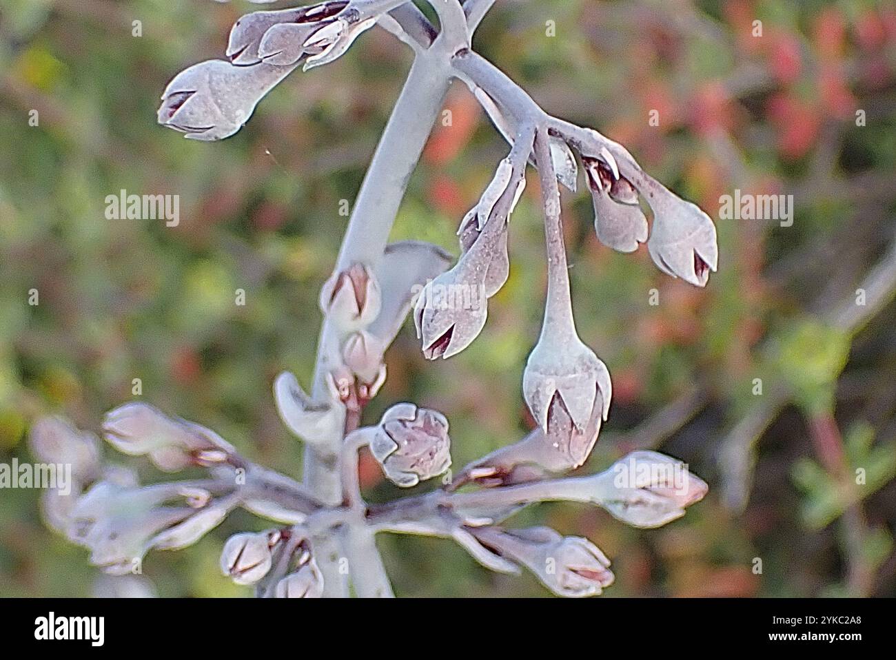 Common Pigs Ear (Cotyledon orbiculata orbiculata Stock Photo - Alamy