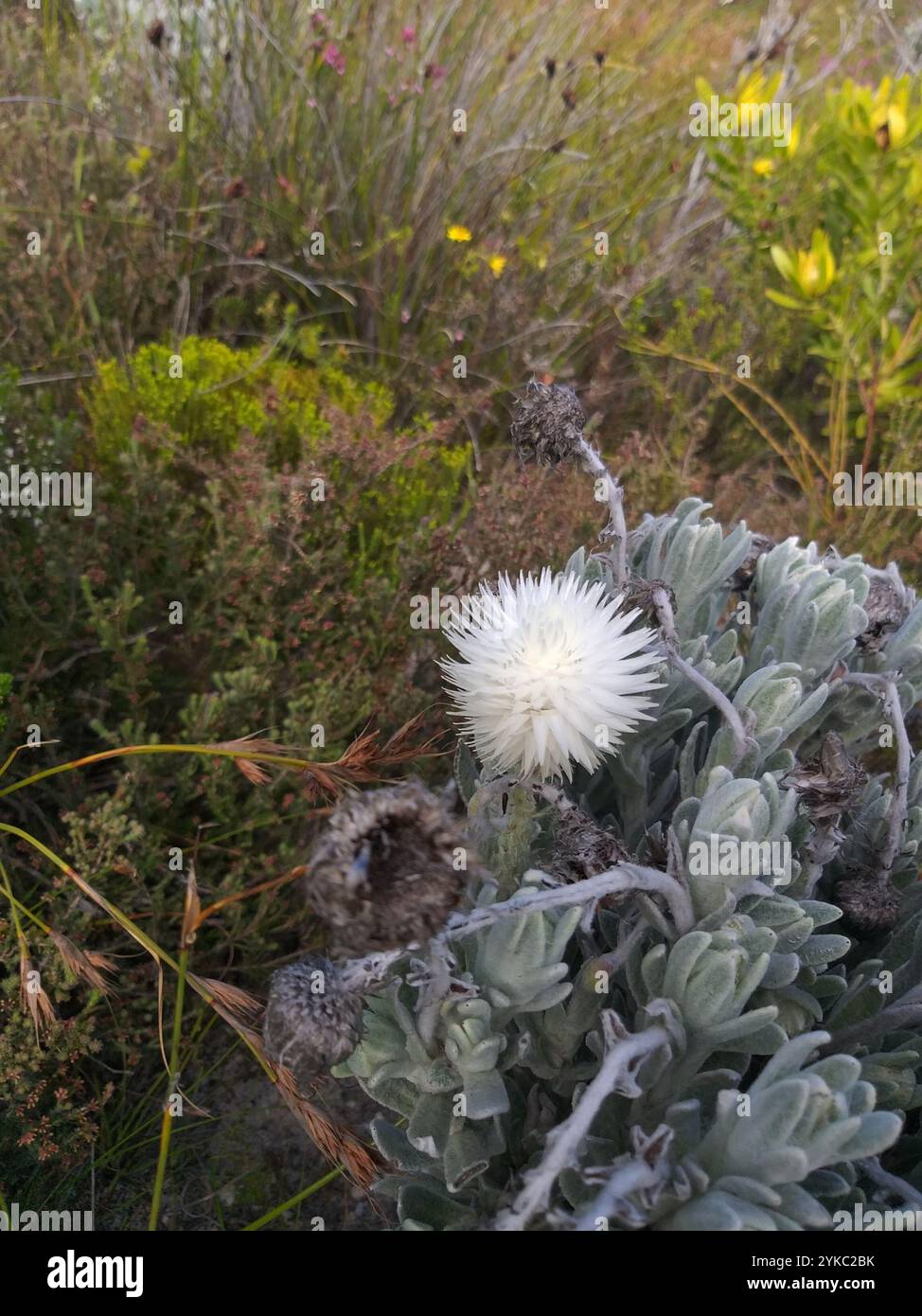 Cape Snow (Syncarpha vestita Stock Photo - Alamy