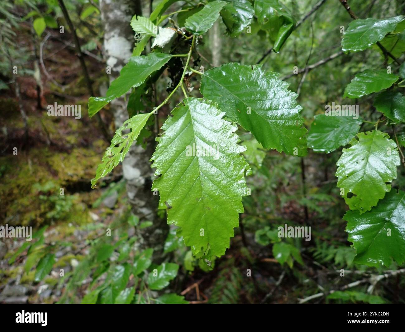 Red Alder (Alnus rubra Stock Photo - Alamy