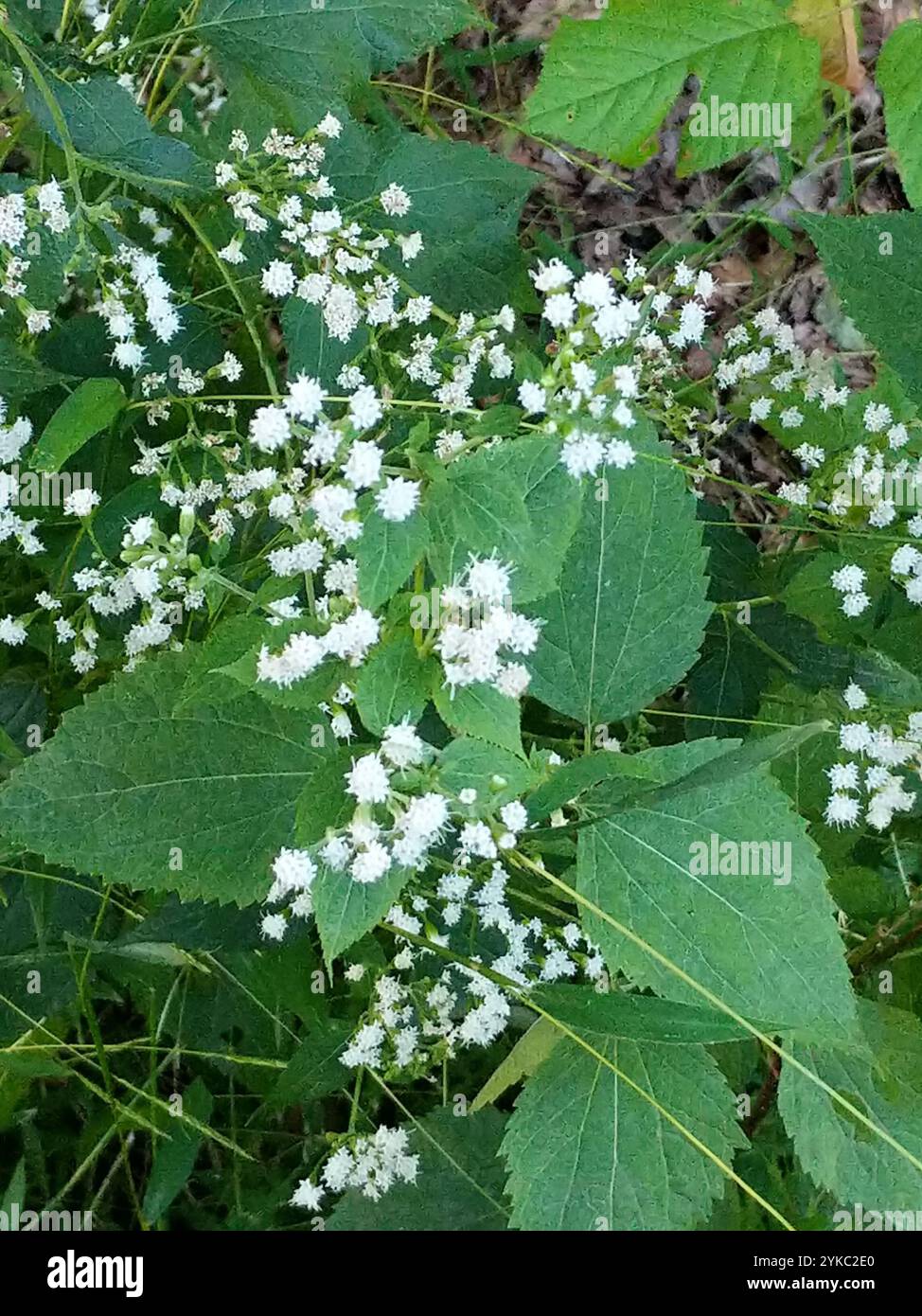 white snakeroot (Ageratina altissima Stock Photo - Alamy