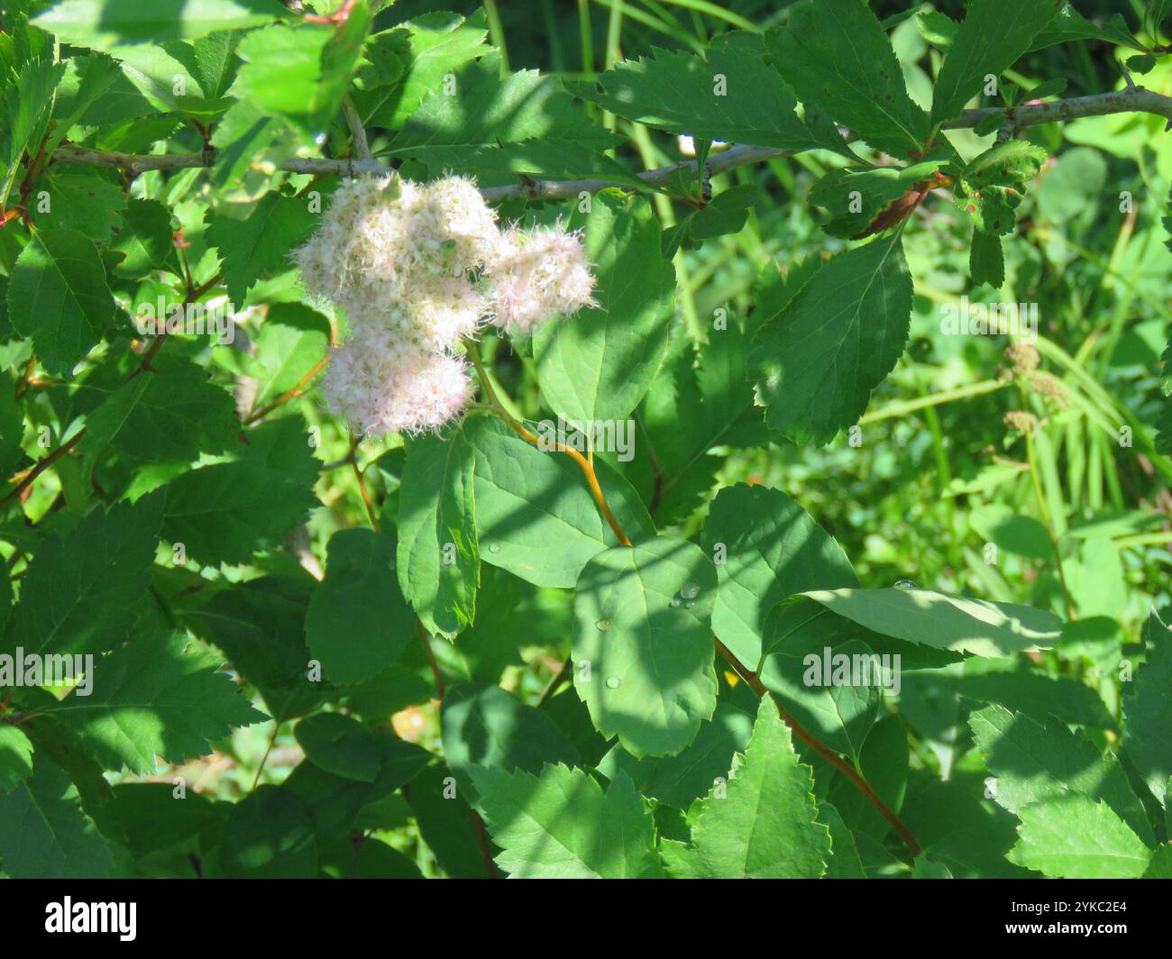 Shinyleaf Meadowsweet (Spiraea lucida Stock Photo - Alamy