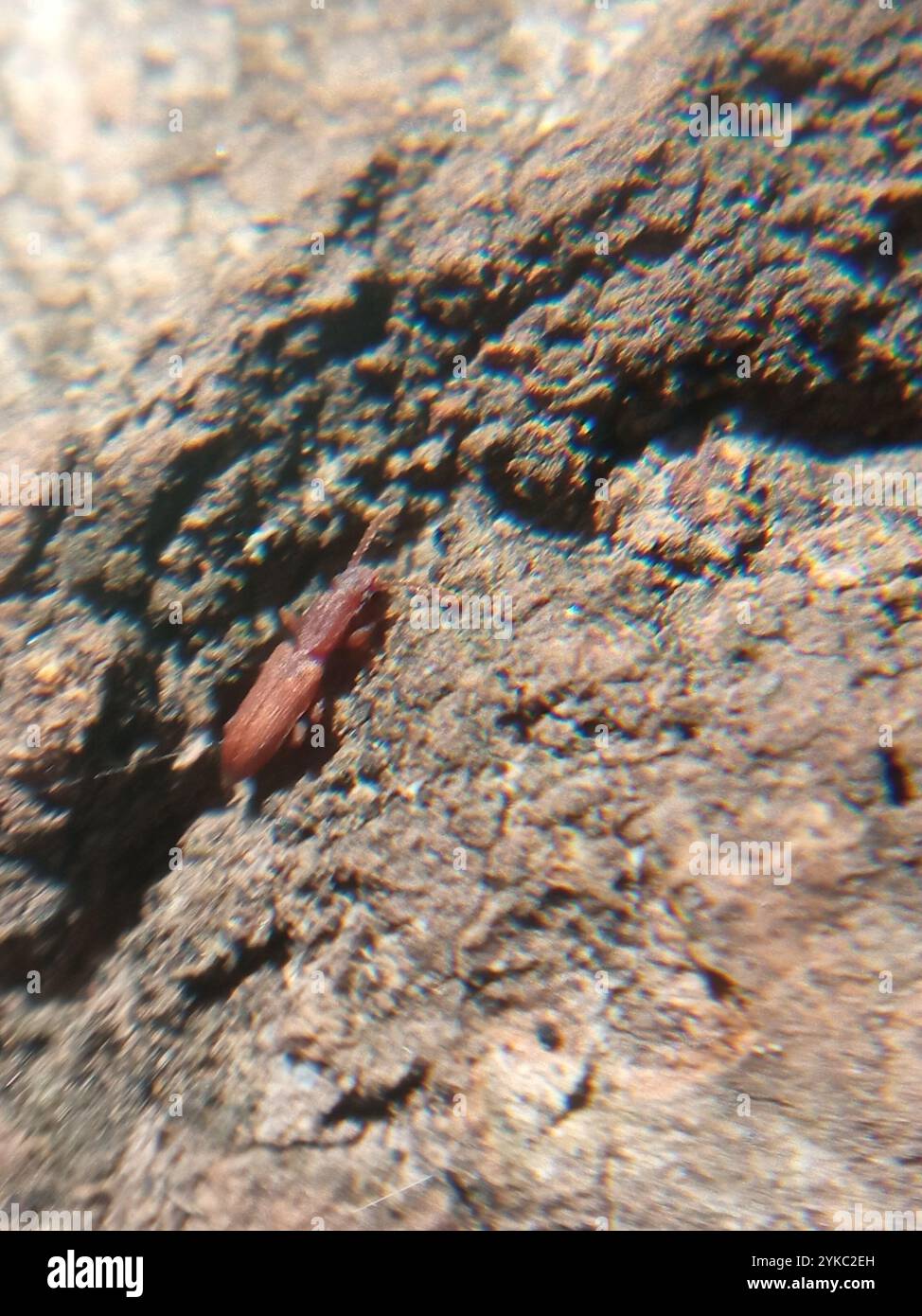 Silvanid Flat Bark Beetles (Silvanidae Stock Photo - Alamy