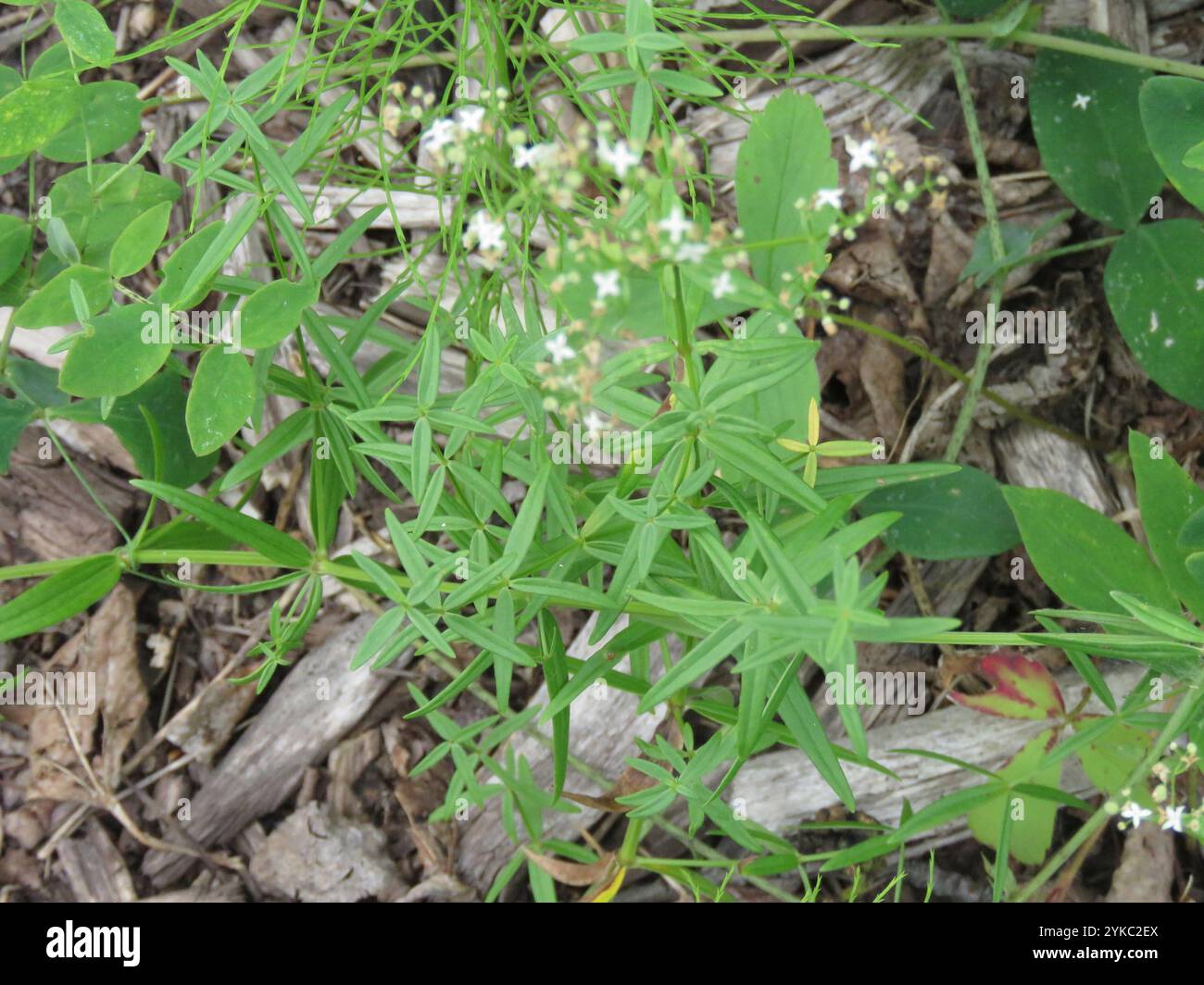 Northern Bedstraw (Galium boreale Stock Photo - Alamy